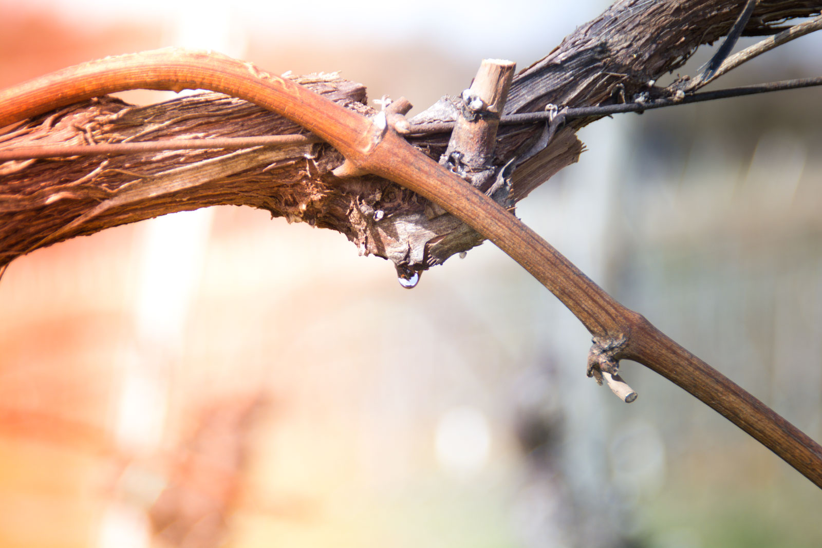 Rebe-Tropfen | Haus Sonnenberg Neuleiningen